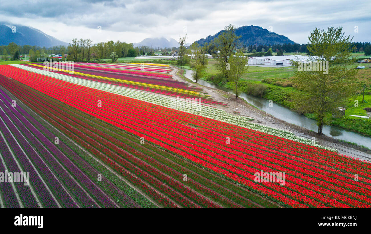 An aerial view of a tulip field taken by a drone Stock Photo - Alamy