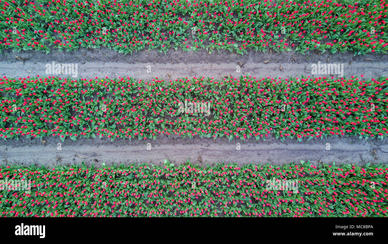 Aerial perspective flowers hi-res stock photography and images - Alamy