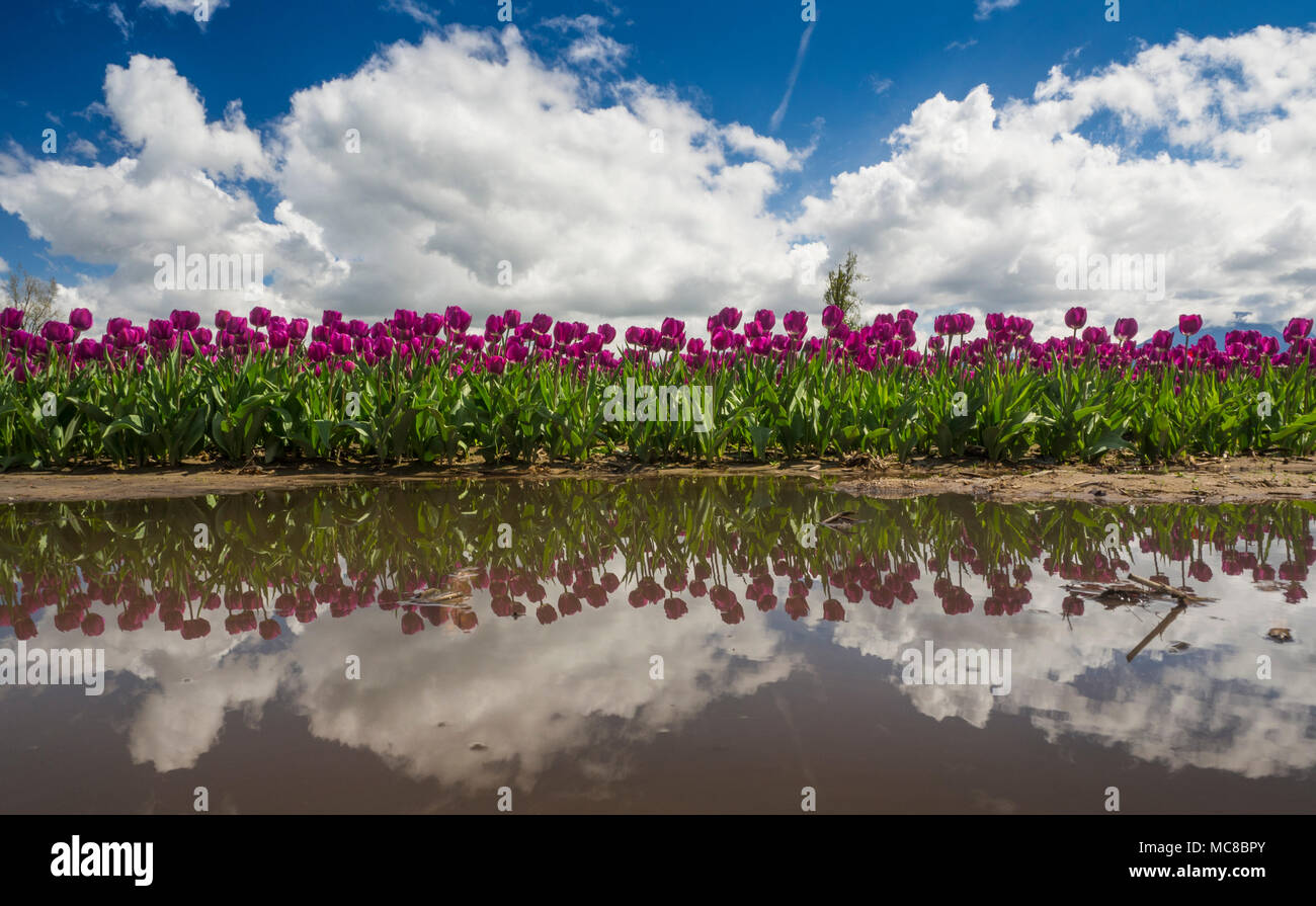 A colorful row of purple tulips are reflected in a puddle of water ...