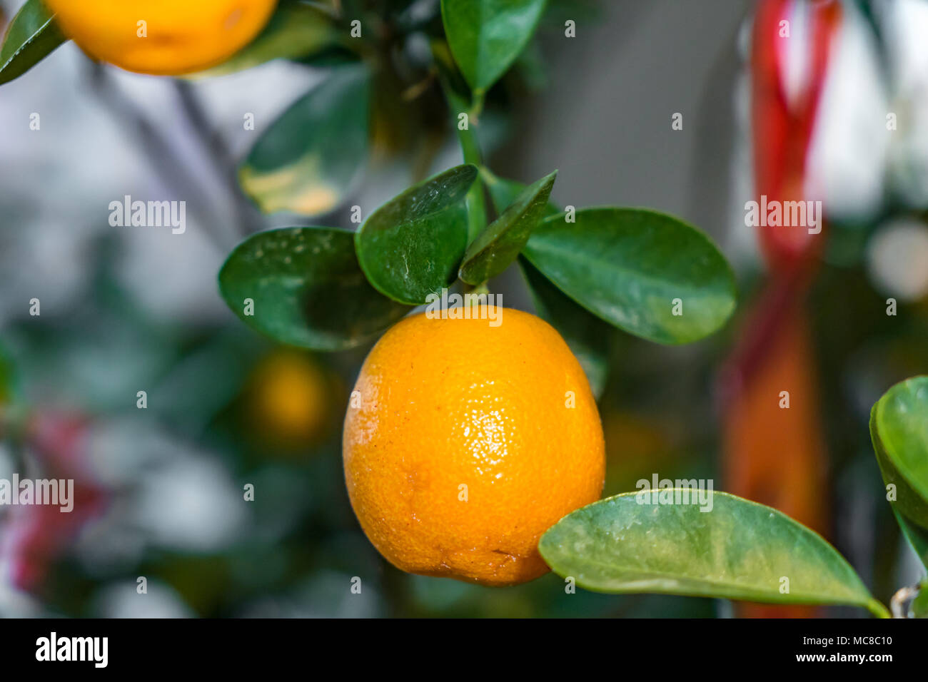 Fresh Mandarin Oranges fruit with leaves on Mandarin tree, Chinese New ...