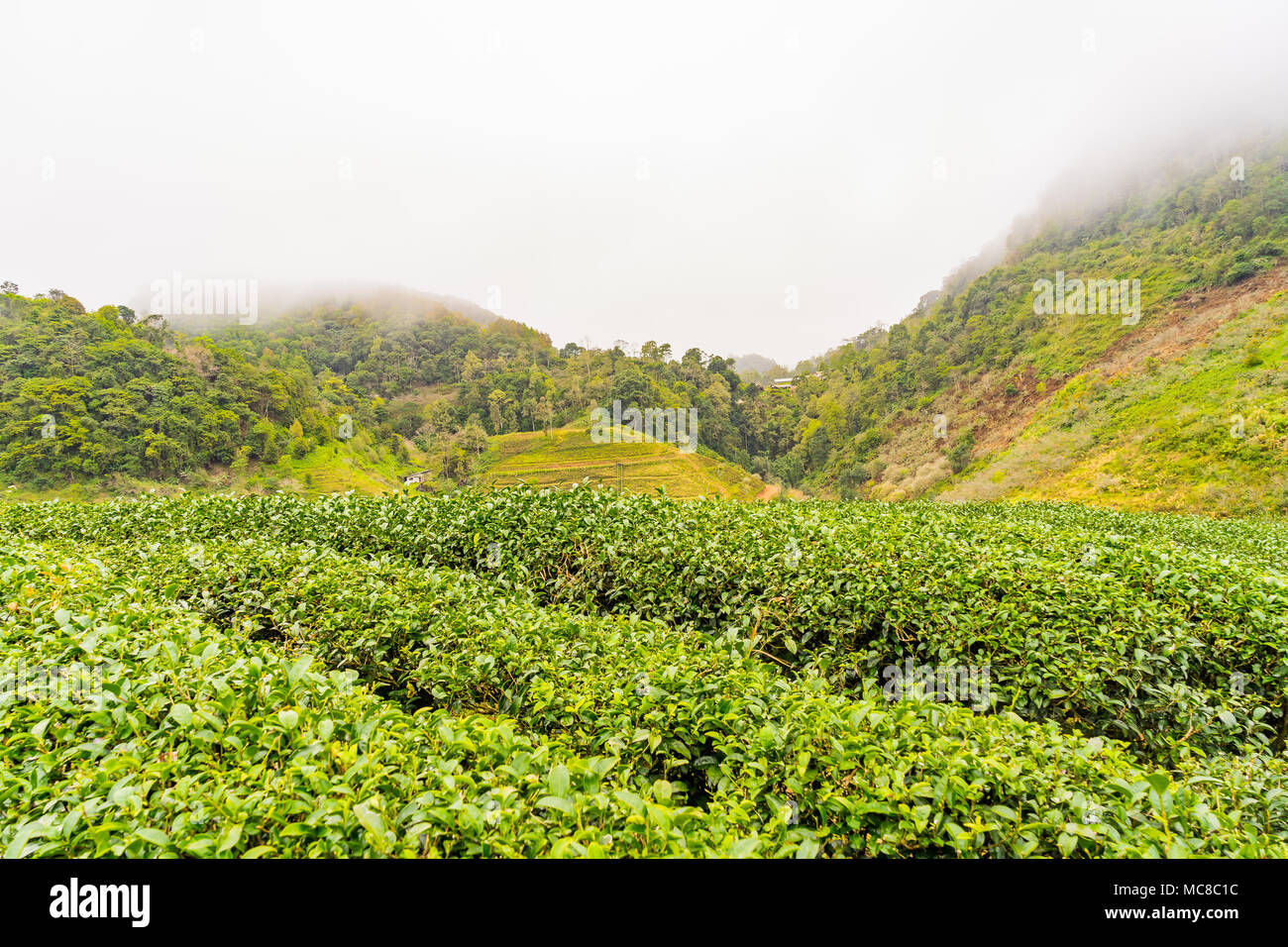 Green tea plantation farm landscape hill cultivation, Beautiful fresh ...