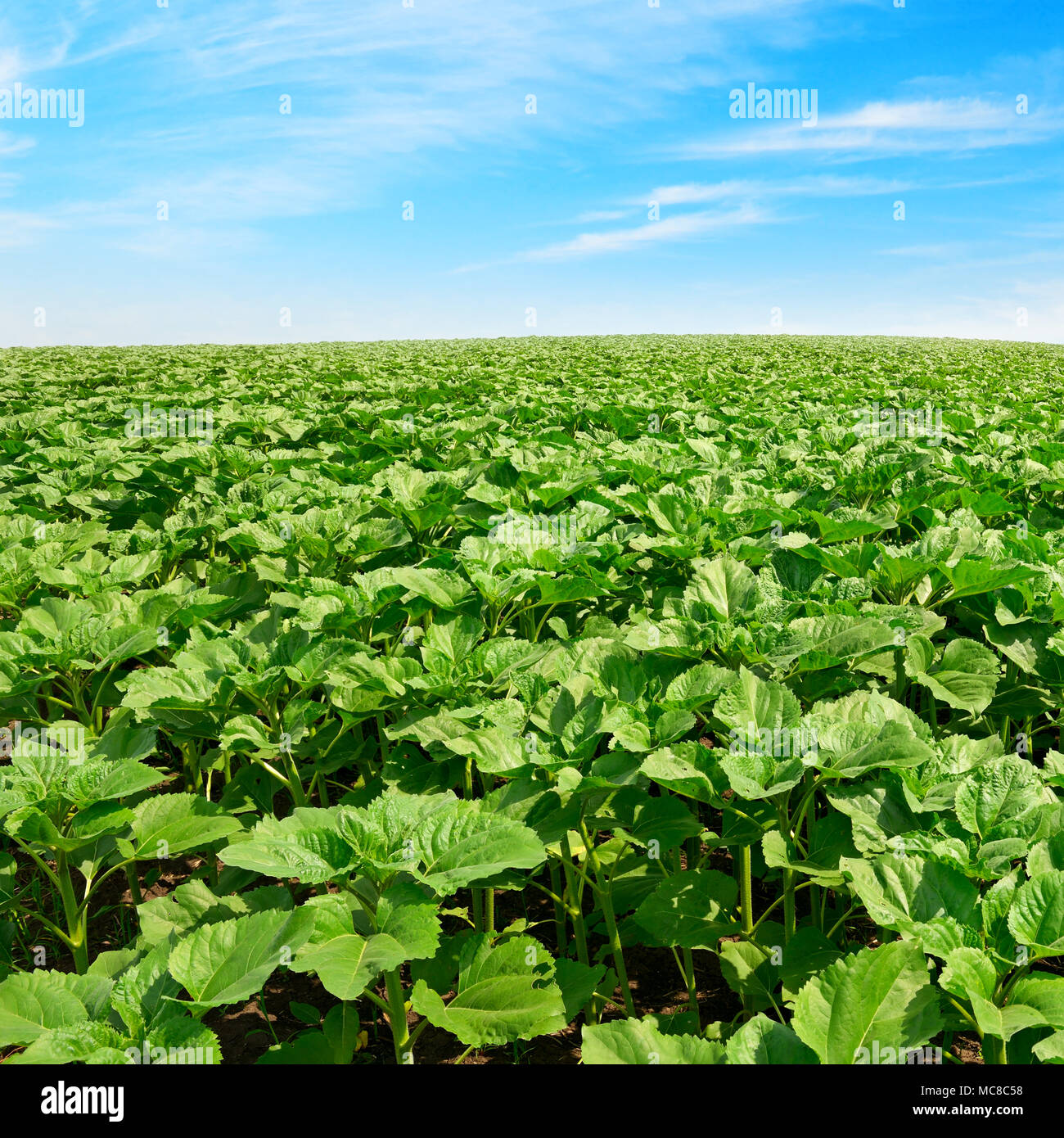 Sunflower farm scene hi-res stock photography and images - Alamy