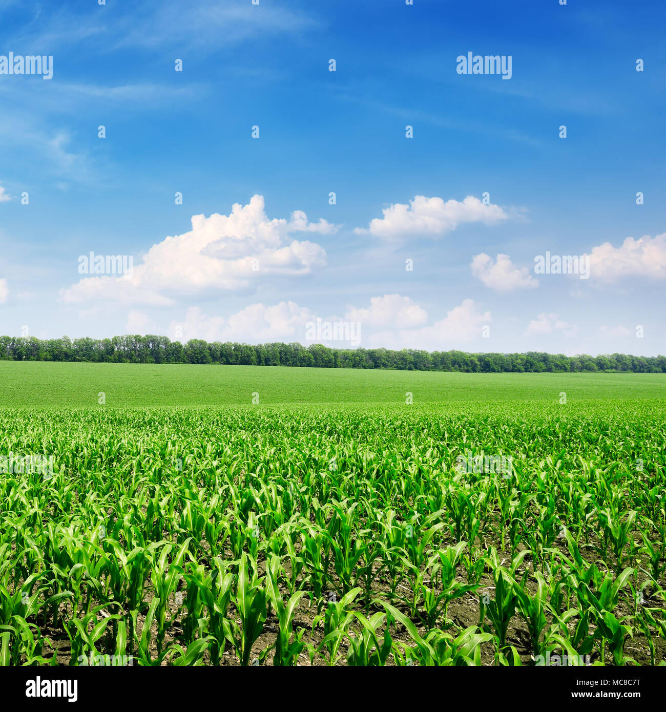 Bright corn field and blue sky Stock Photo - Alamy