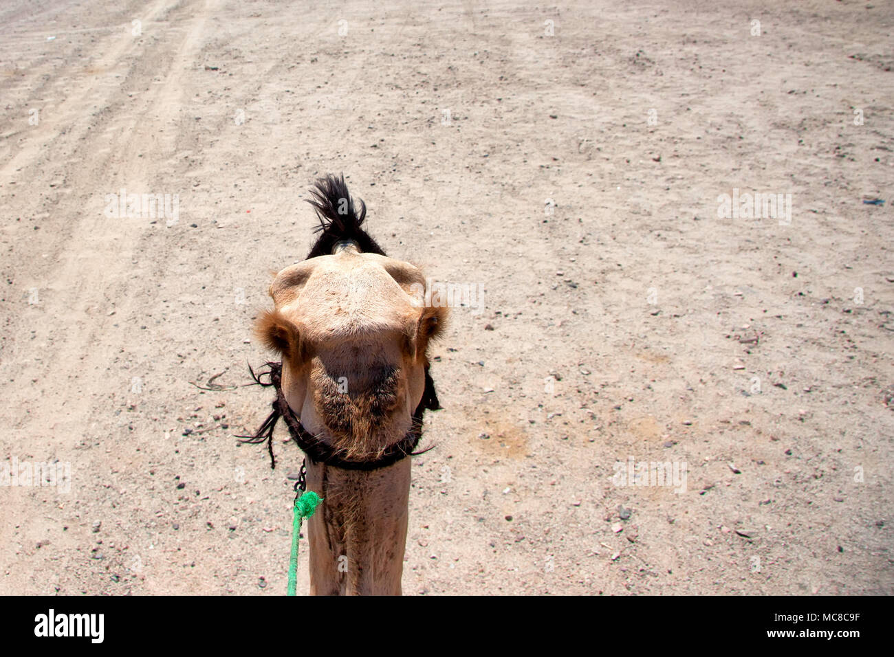 Arabian black head desert hi-res stock photography and images - Alamy