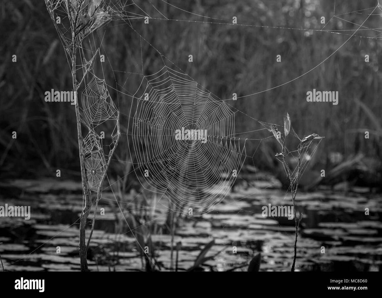 Lace web spider hi-res stock photography and images - Alamy