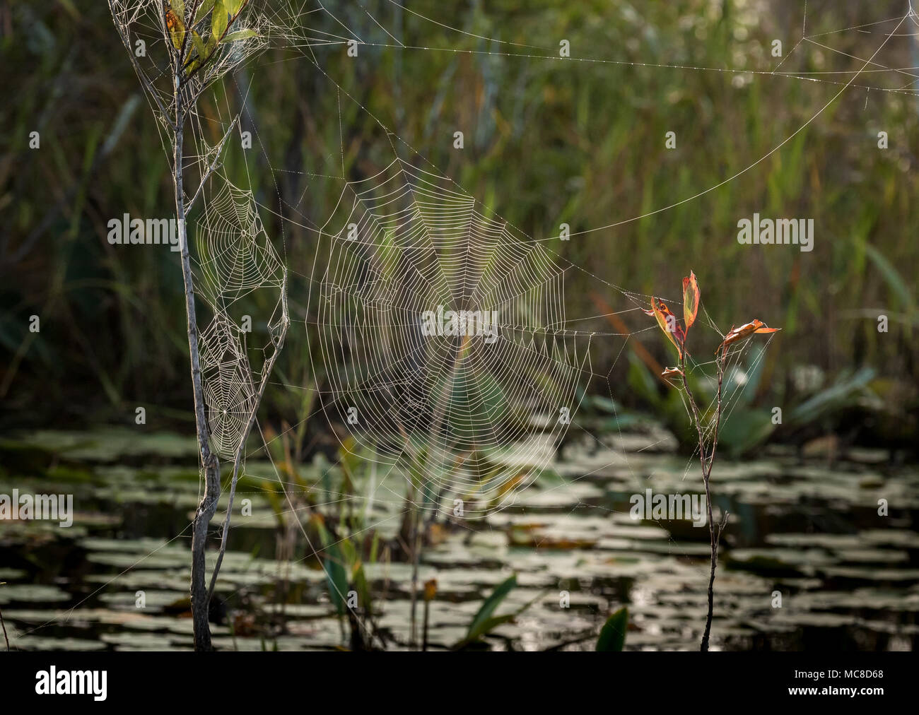 Lace web spider hi-res stock photography and images - Alamy