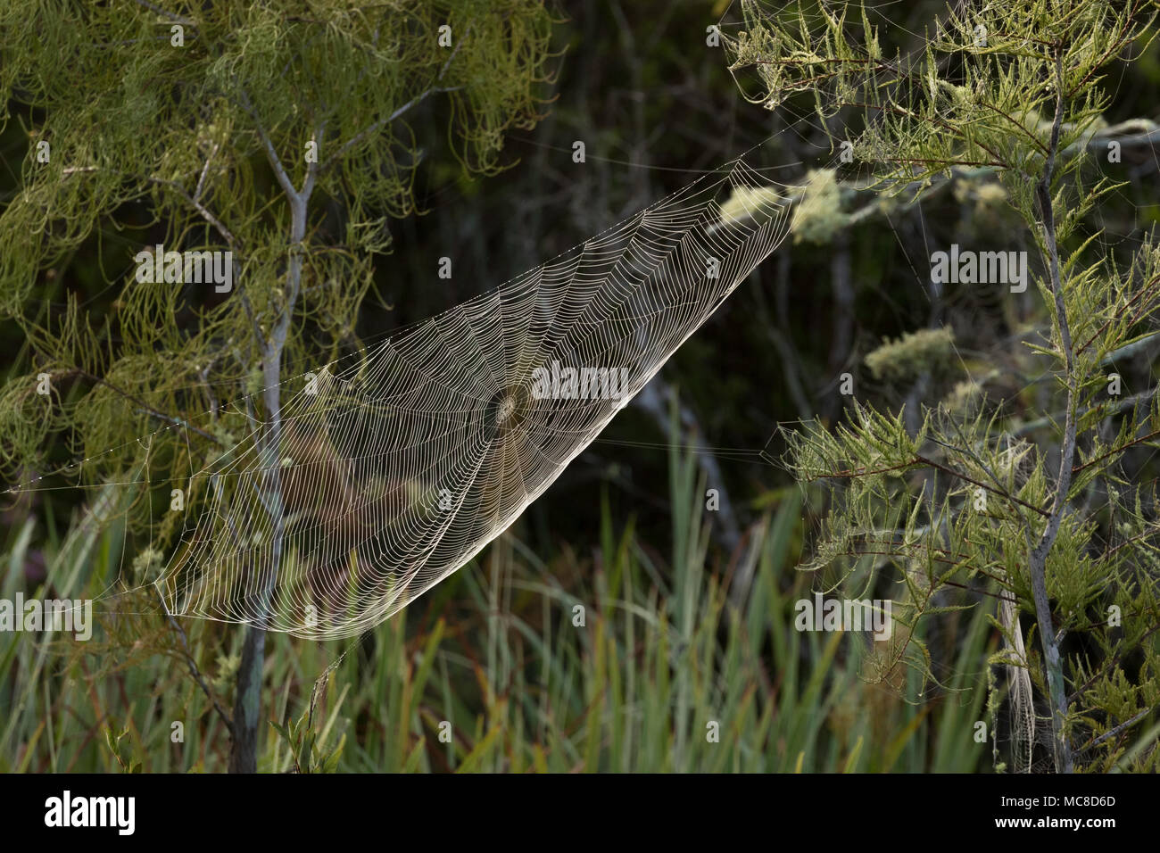 Lace web spider hi-res stock photography and images - Alamy