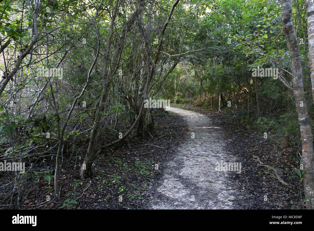 Marsh and trees hi-res stock photography and images - Alamy
