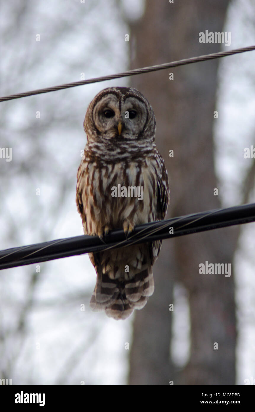 A Barred Owl perched upon a power line Stock Photo - Alamy