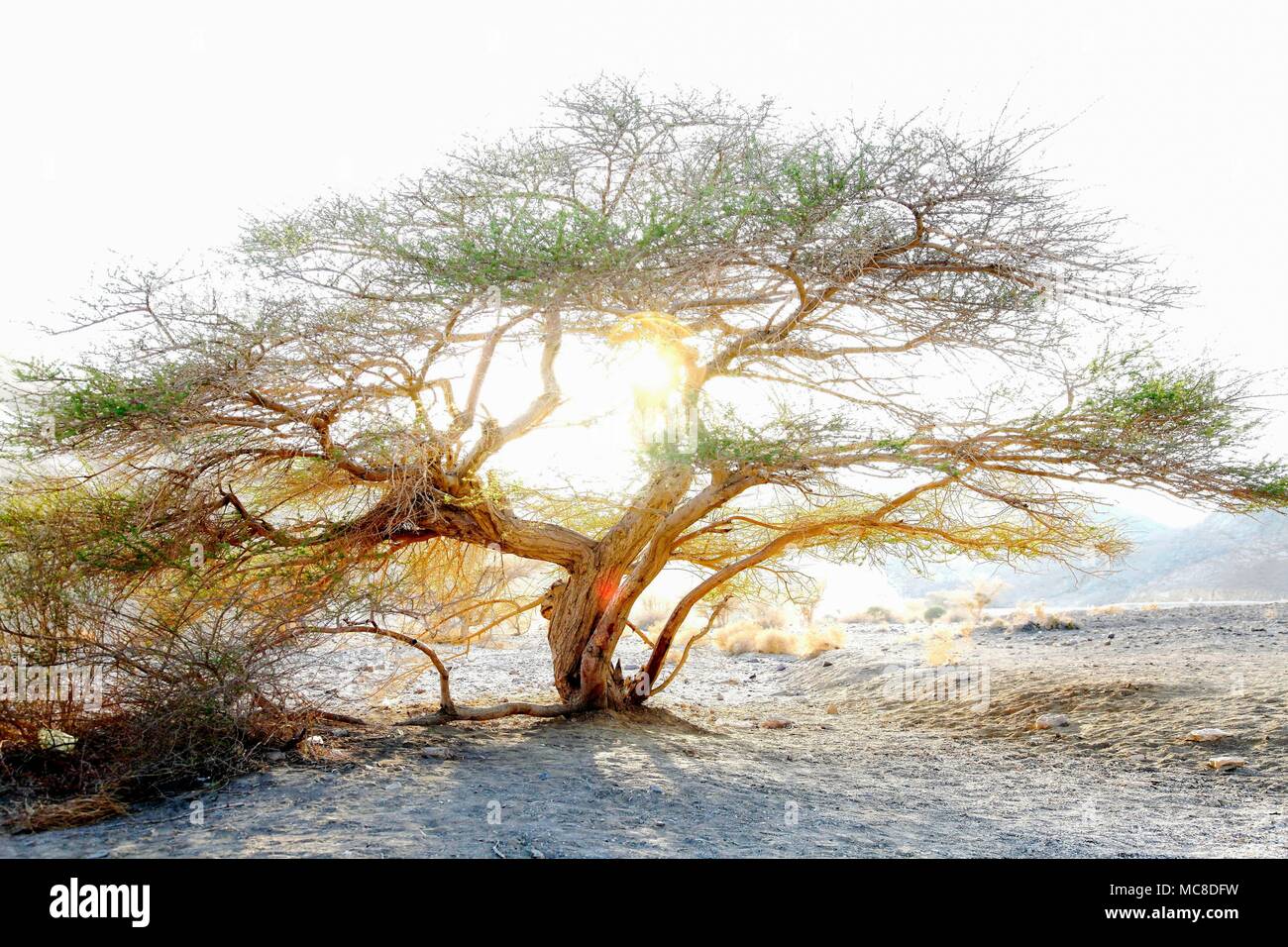 Umbrella thorn acacia (Acacia tortilis). A medium to large canopied ...