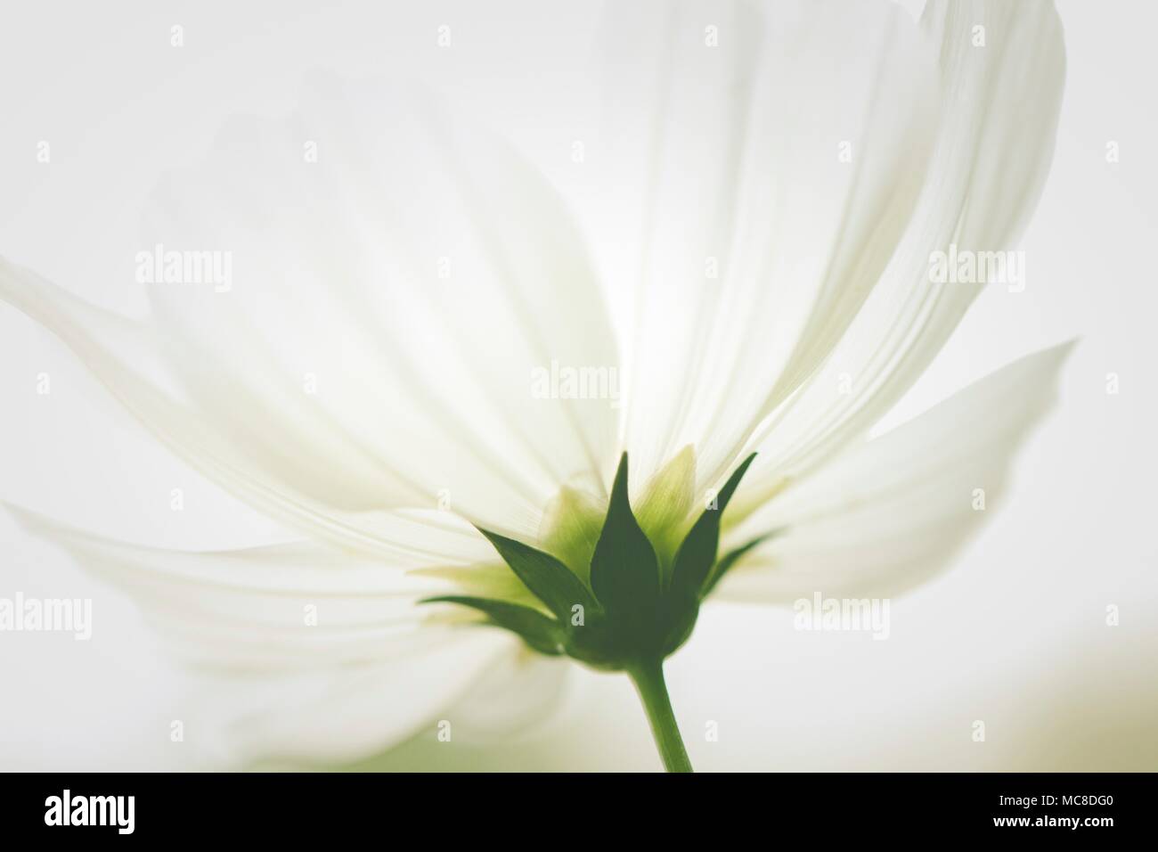 Close-up of the underside of a white flower Stock Photo - Alamy