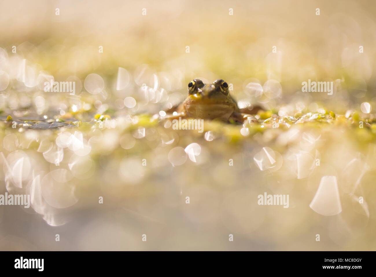 Marsh frog (Pelophylax ridibundus). This frog can appear in a variety ...