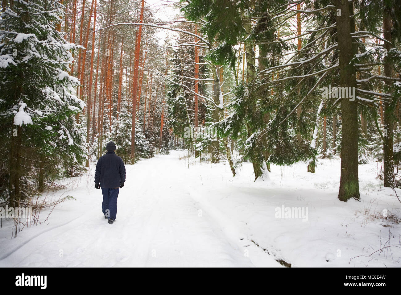 Man walks along forest road hi-res stock photography and images - Alamy