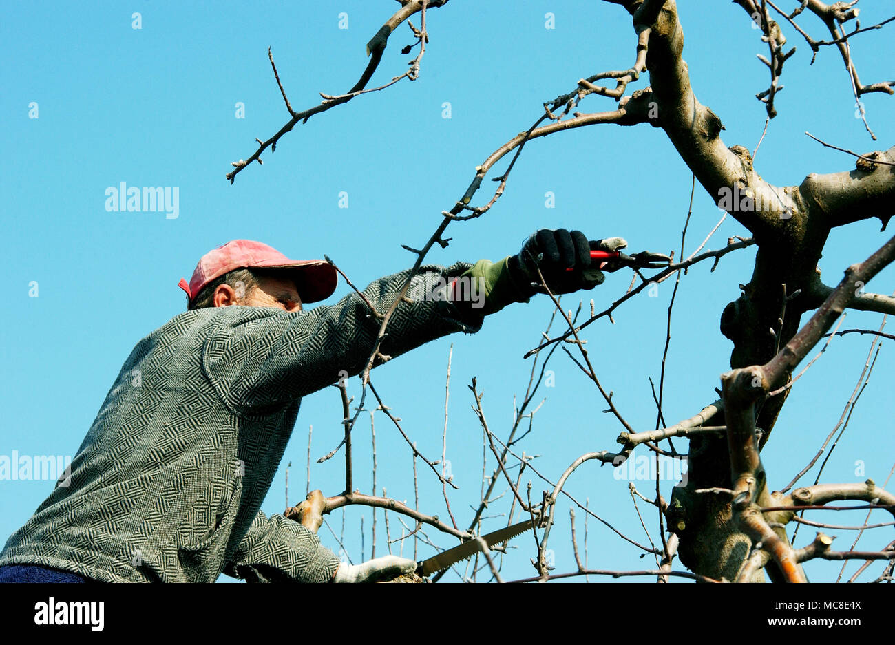 Lopping an apple tree hi-res stock photography and images - Alamy