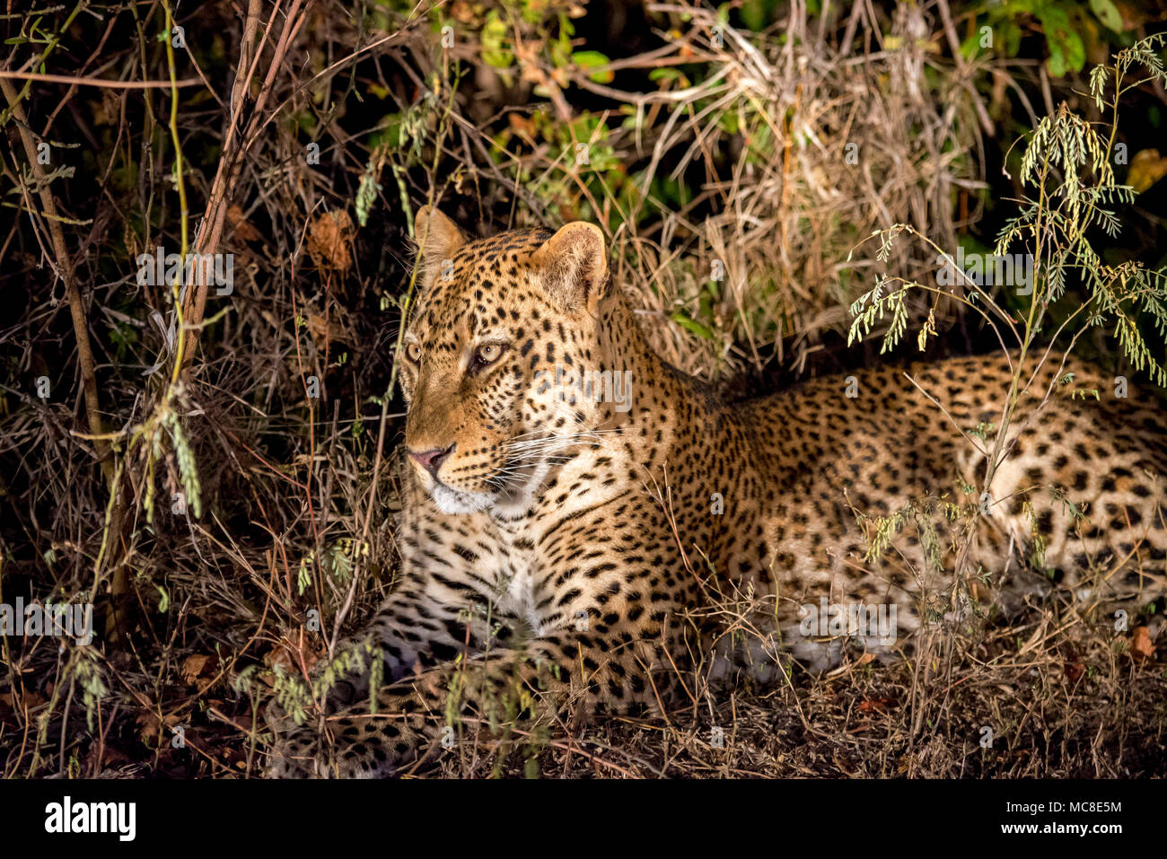 Panthera pardus pardus hi-res stock photography and images - Alamy
