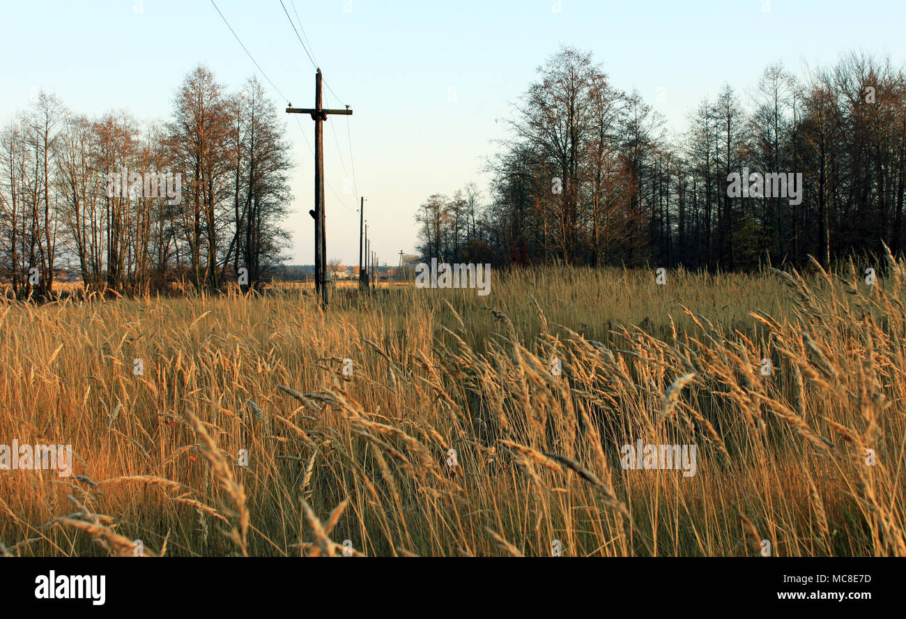 Swamp fall in dry weather at sunset Stock Photo - Alamy