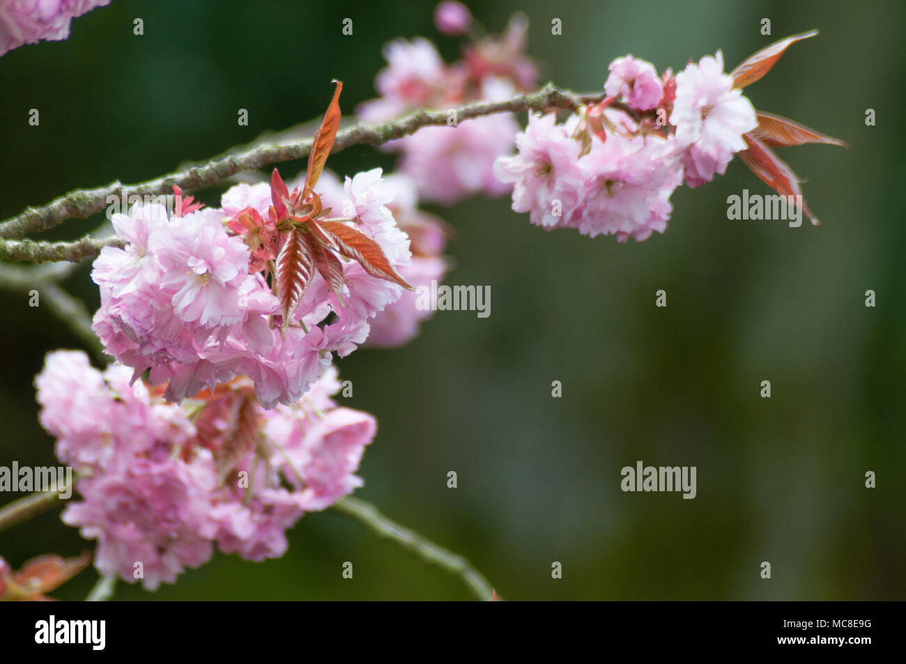 Cherry trees flowering in late spring and early summer make a beautiful ...