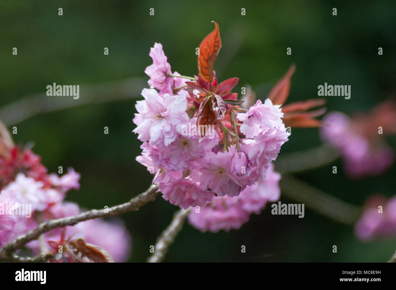 Cherry trees flowering in late spring and early summer make a beautiful ...
