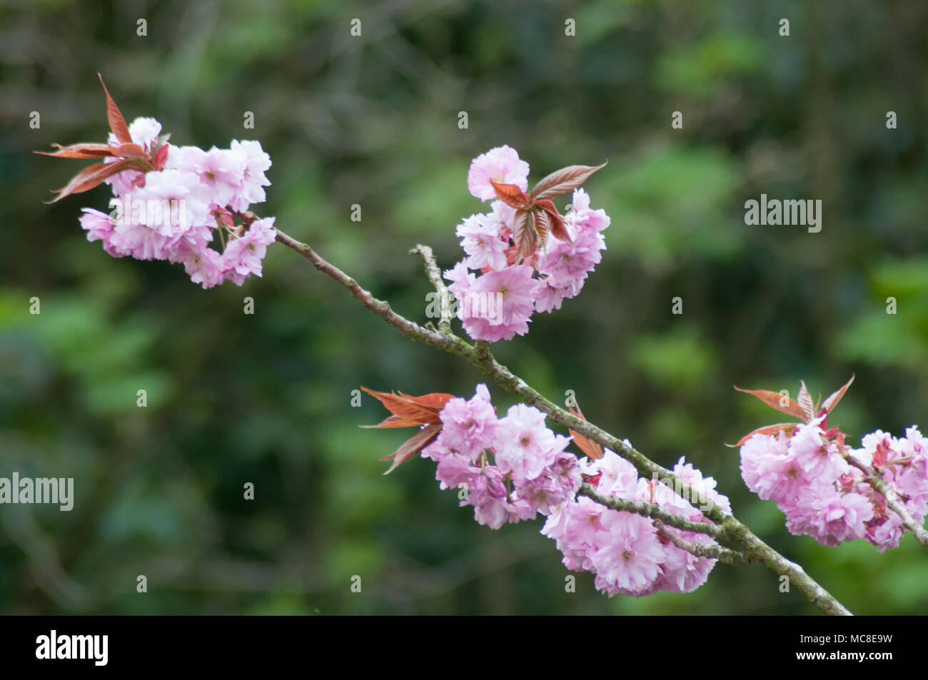 Cherry trees flowering in late spring and early summer make a beautiful ...