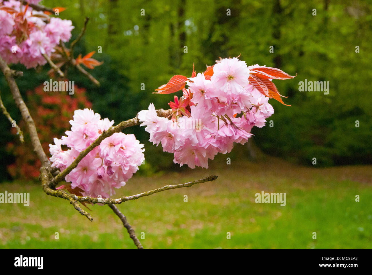 Pink flowering cherry tree on an old flowering cherry tree in an ...