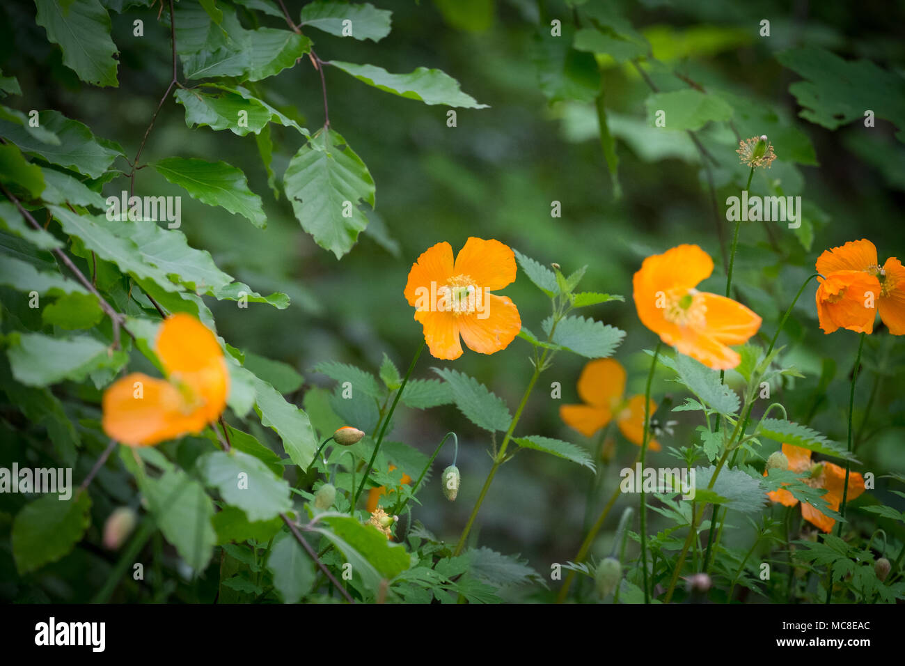 Common welsh poppy hi-res stock photography and images - Alamy