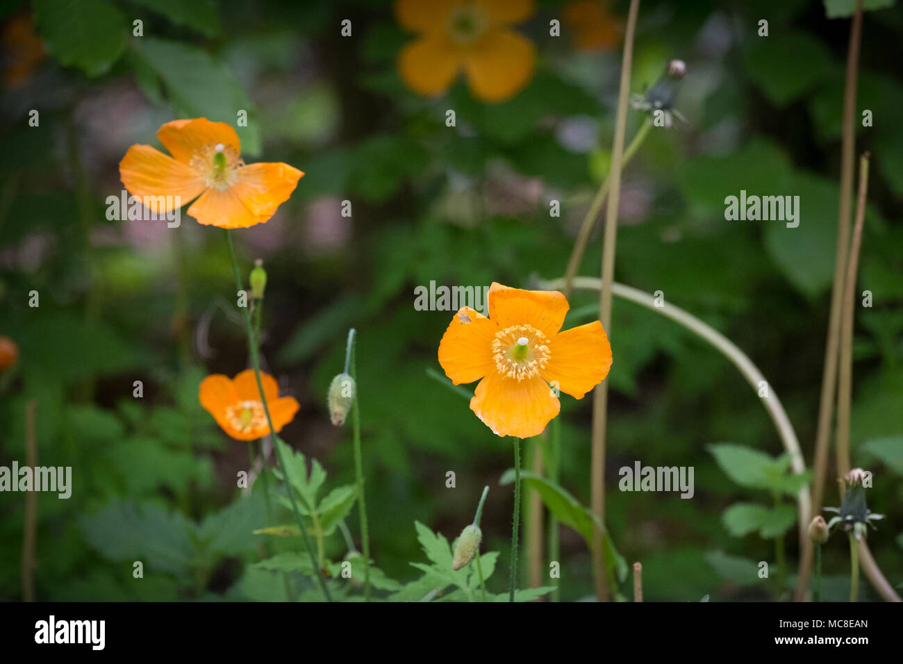 Common welsh poppy hi-res stock photography and images - Alamy