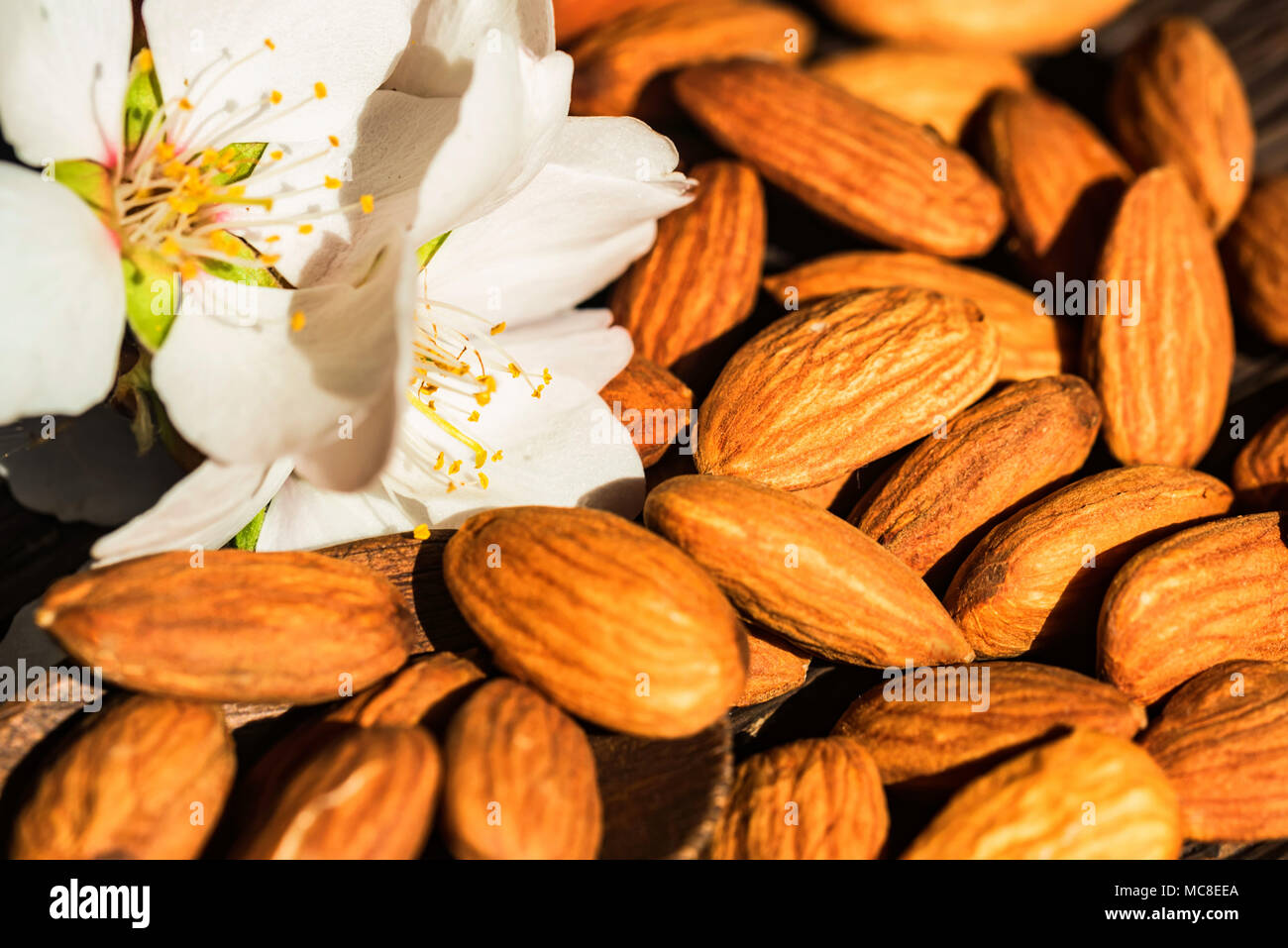 Top view almonds and beautiful white flowers of almond tree on dark ...