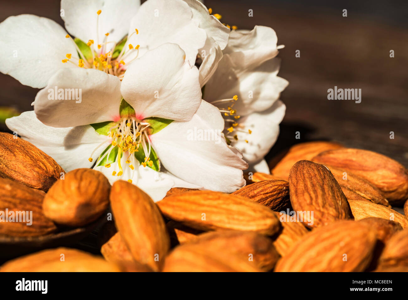 Close up almonds and beautiful white flowers of almond tree on dark ...