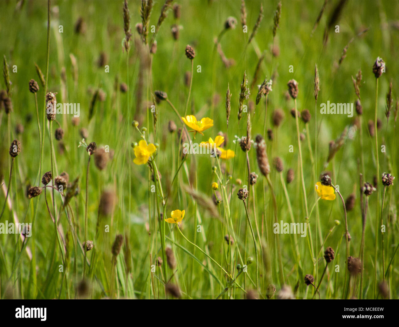 A yellow carpet of buttercups hi-res stock photography and images - Alamy