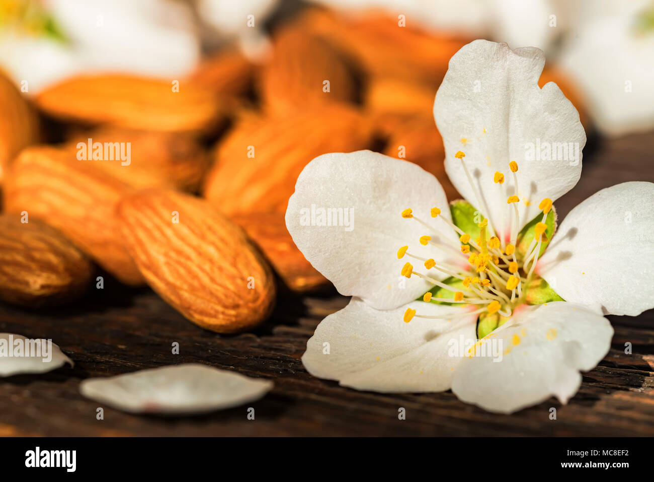Close up almonds and beautiful white flowers of almond tree on dark ...