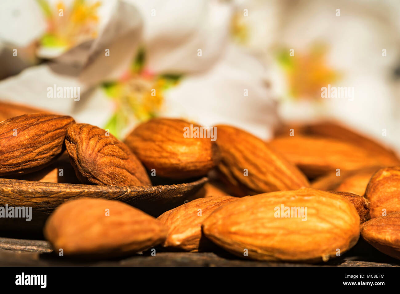 Close up almonds and beautiful white flowers of almond tree on dark ...