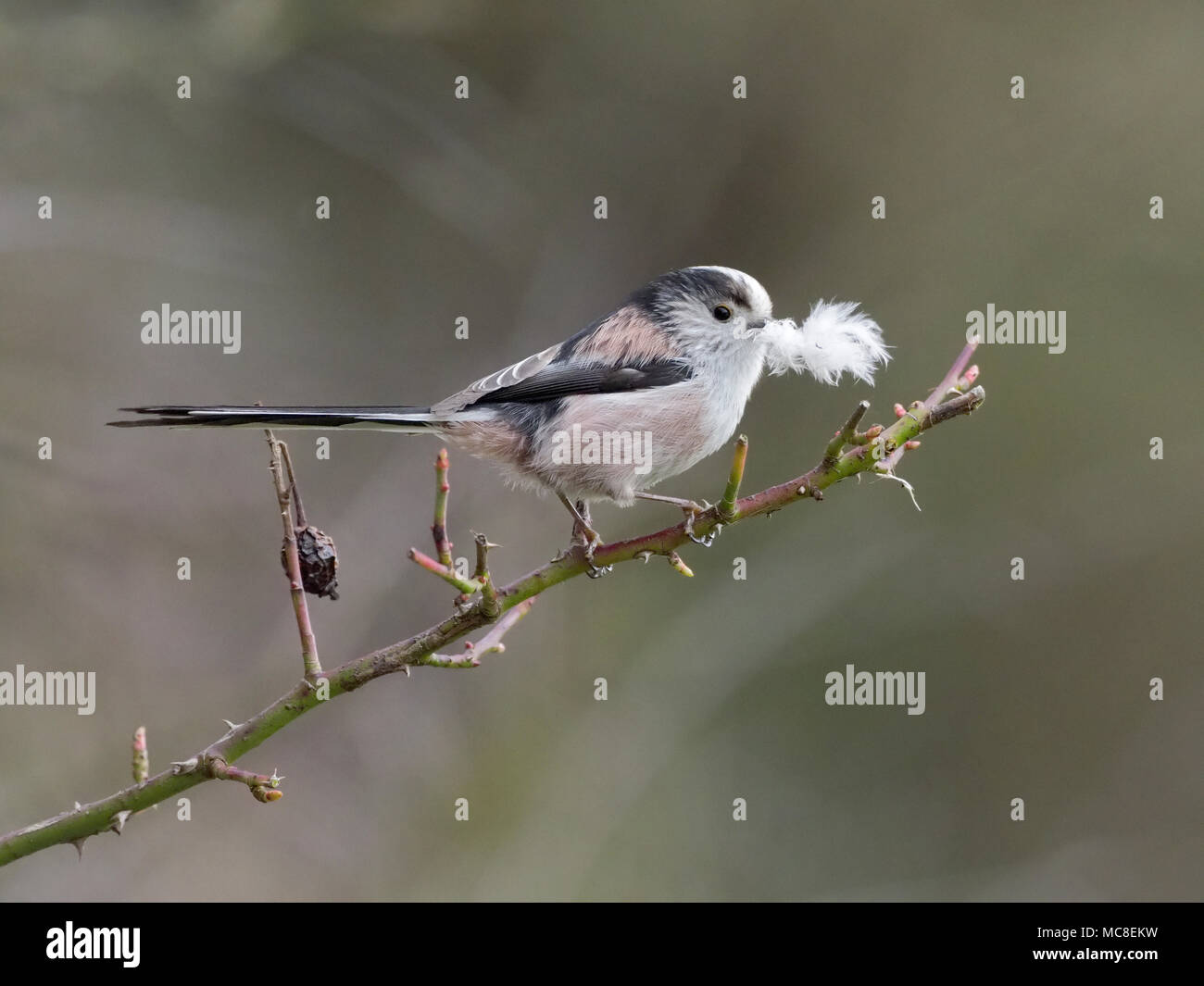 Long-tailed tit, Aegithalos caudatus, single bird carrying feather to ...