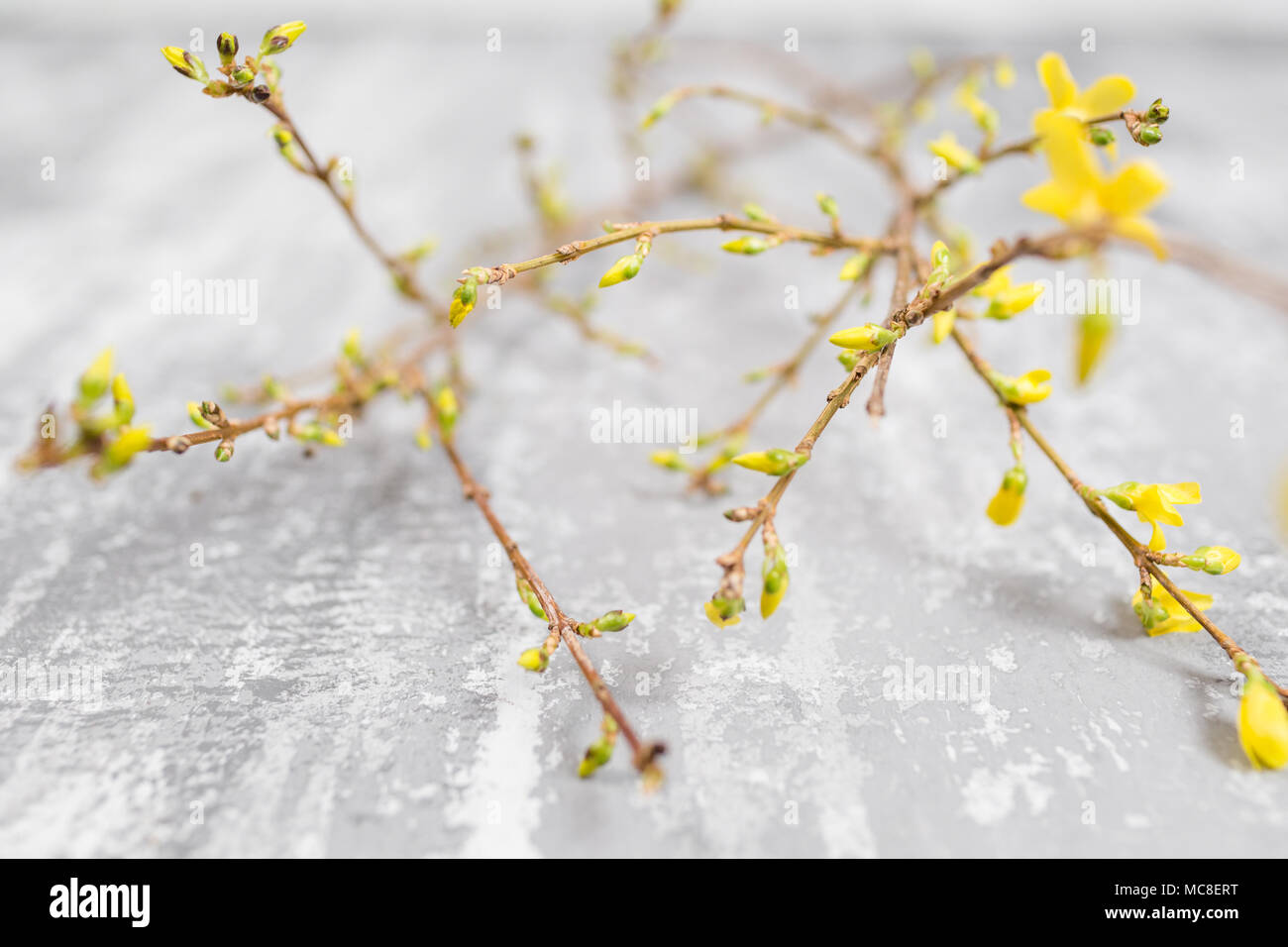Yellow forsythia suspensa spring. Flowers bloom from buds on the ...