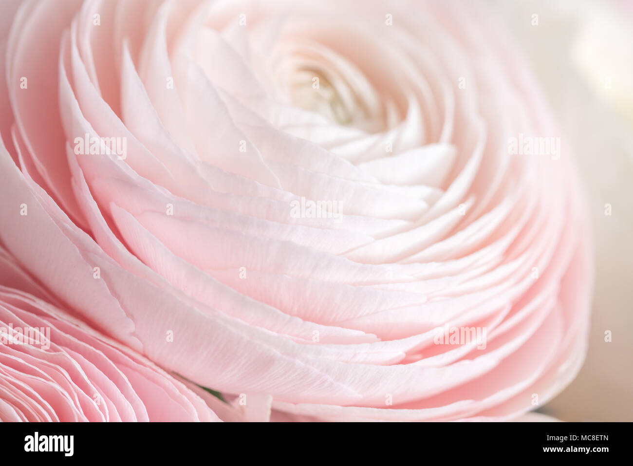 many layered petals. Persian buttercup. Bunch pale pink ranunculus ...