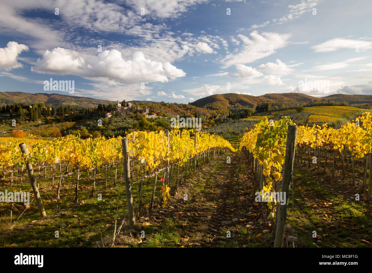 Colorful and bright path between the vines of the Tuscan landscape in ...