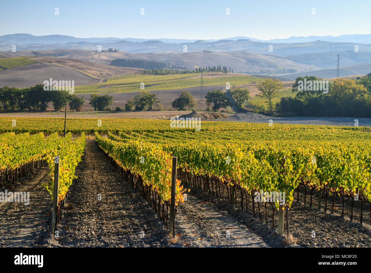 Colorful and bright path between the vines of the Tuscan landscape in ...
