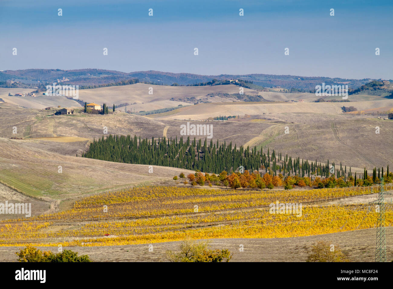 Chianti, November 2017: Vineyard landscape in autumn with cypresses and ...