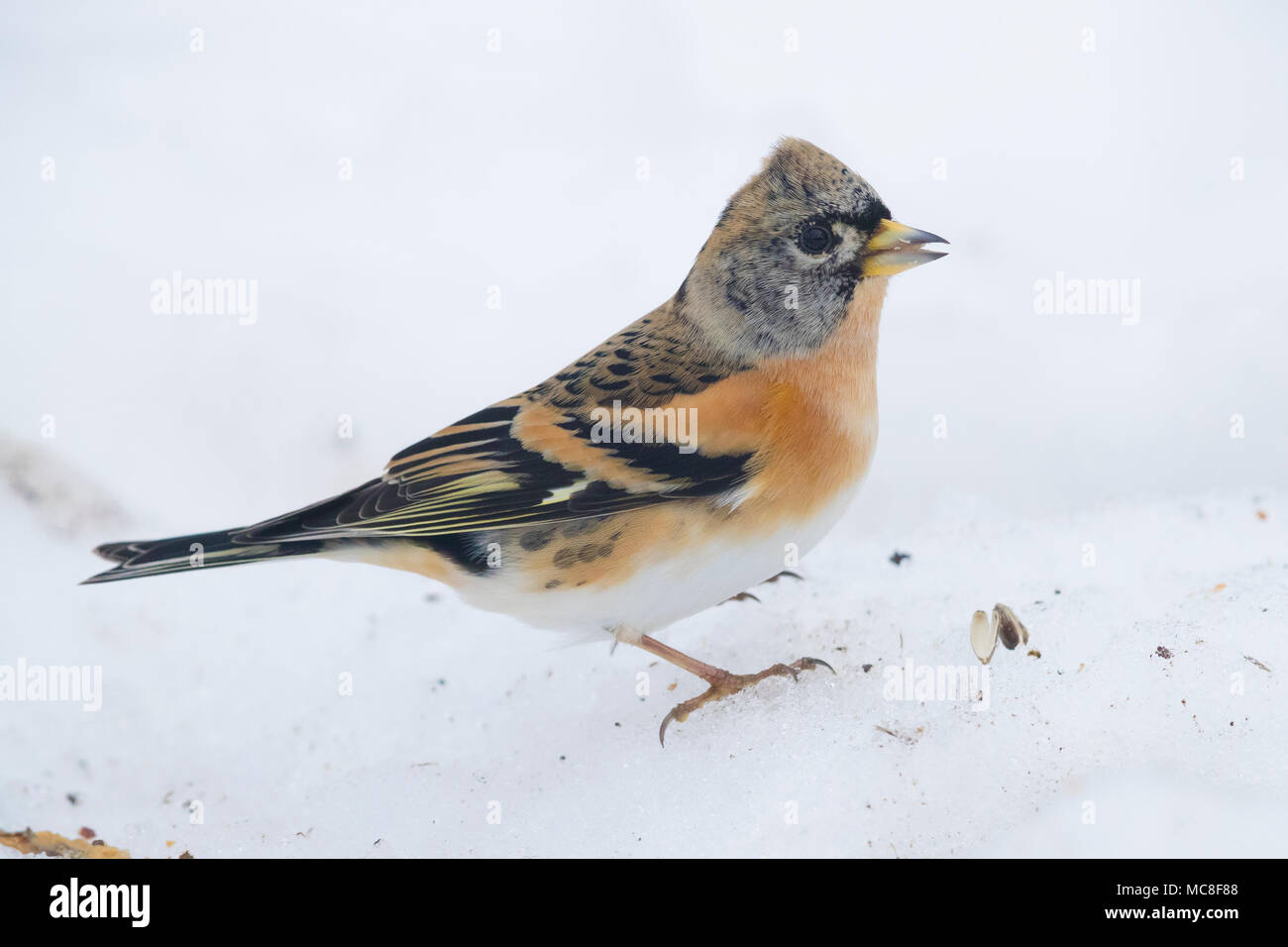 Brambling winter plumage hi-res stock photography and images - Alamy