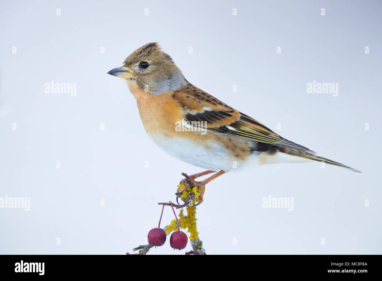 Adult female bird hi-res stock photography and images - Alamy