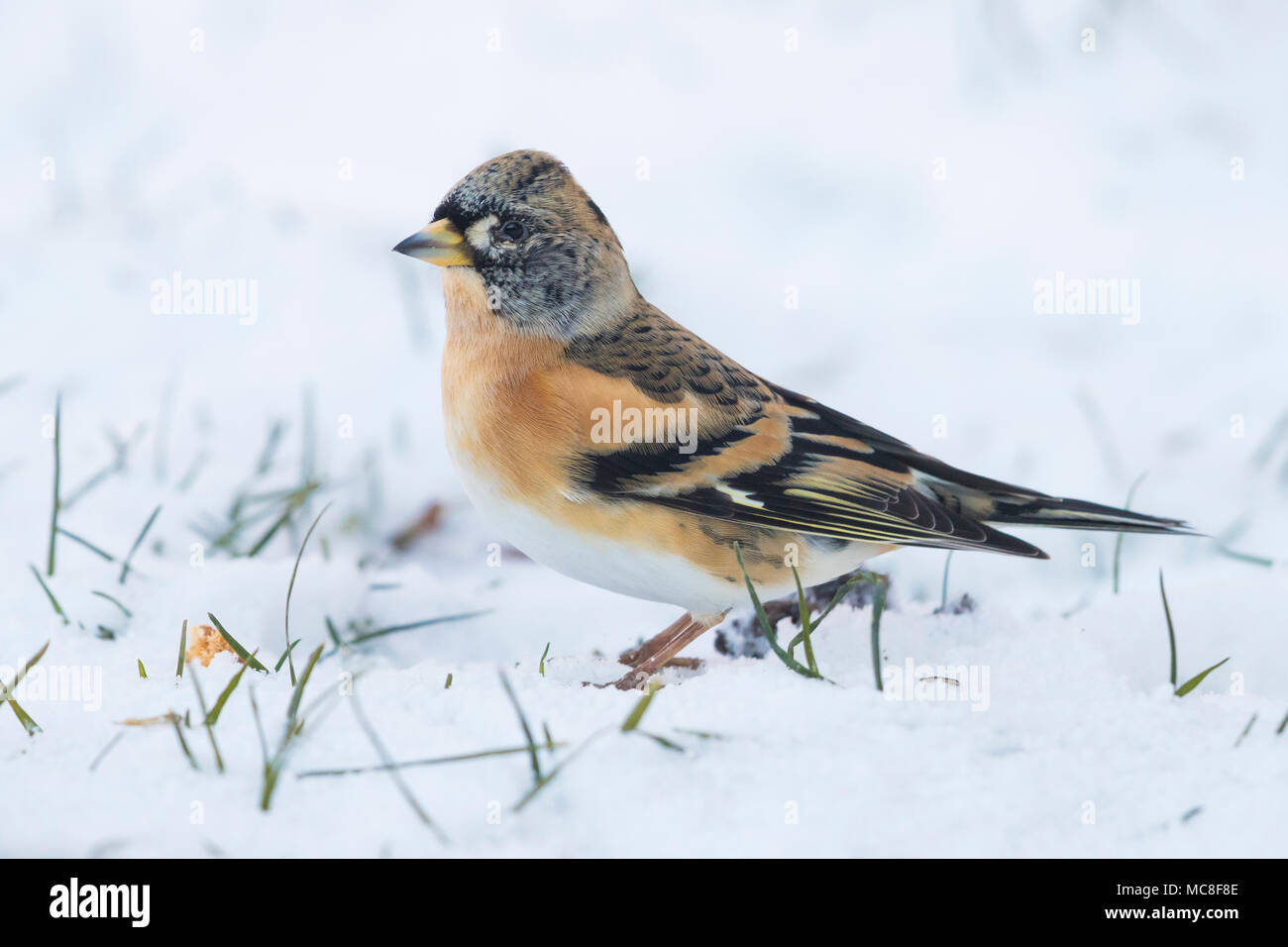 Adult animal animals hi-res stock photography and images - Alamy