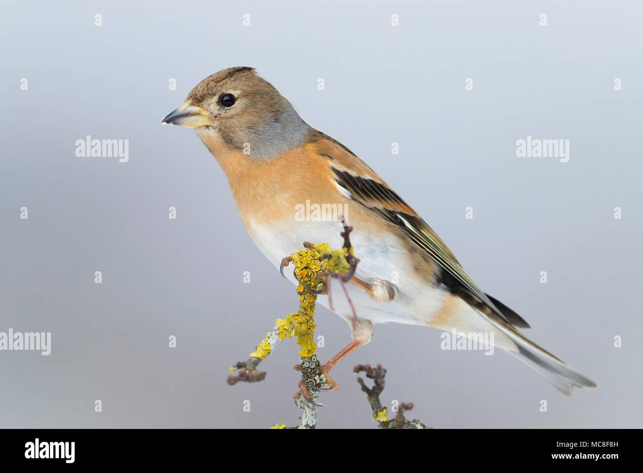Female brambling hi-res stock photography and images - Alamy