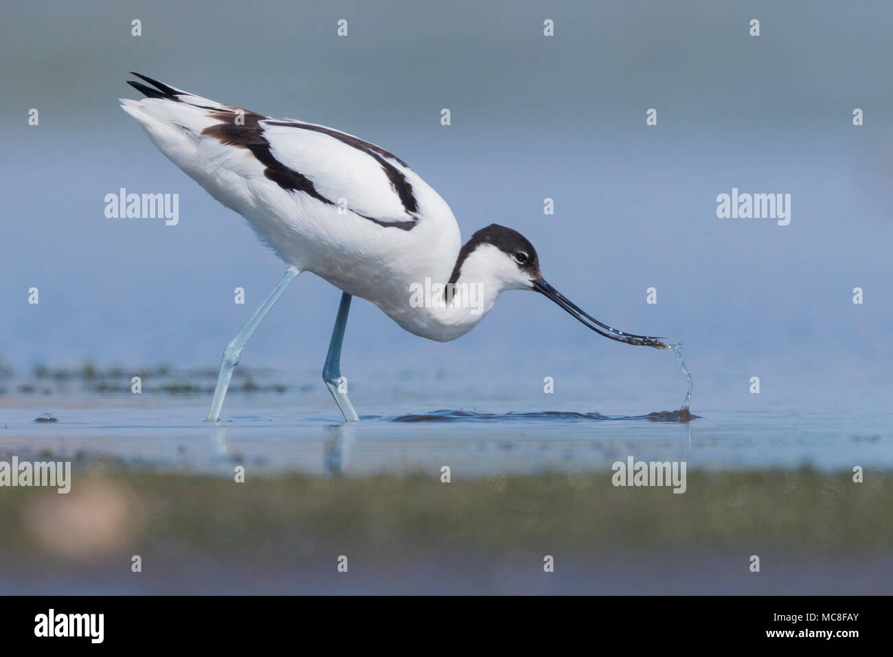 Avocet feeding in mud hi-res stock photography and images - Alamy