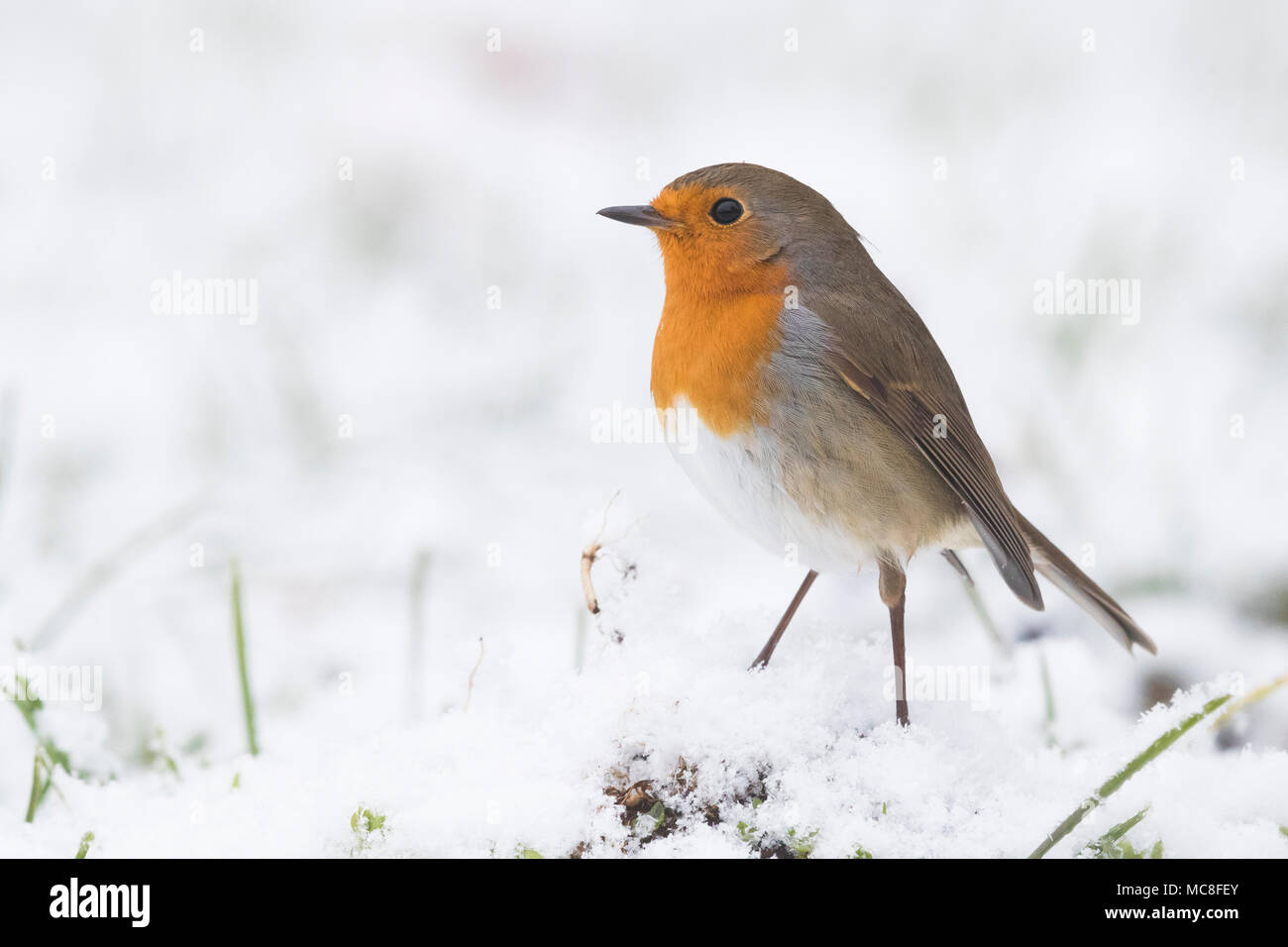 Adult robin feathers hi-res stock photography and images - Alamy