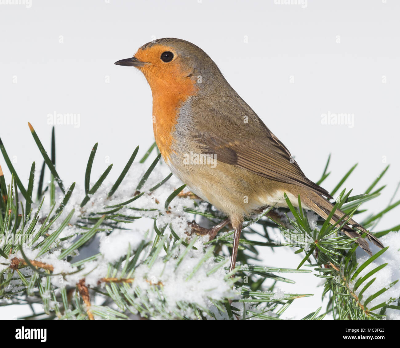 Robin identification hi-res stock photography and images - Alamy