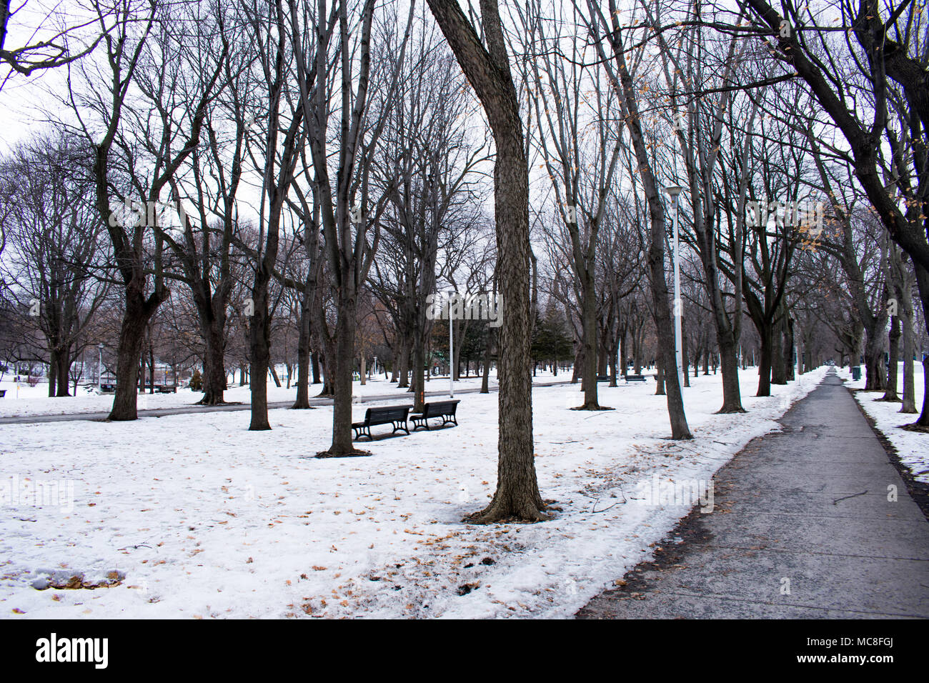 Pathway through tree lined park hi-res stock photography and images - Alamy