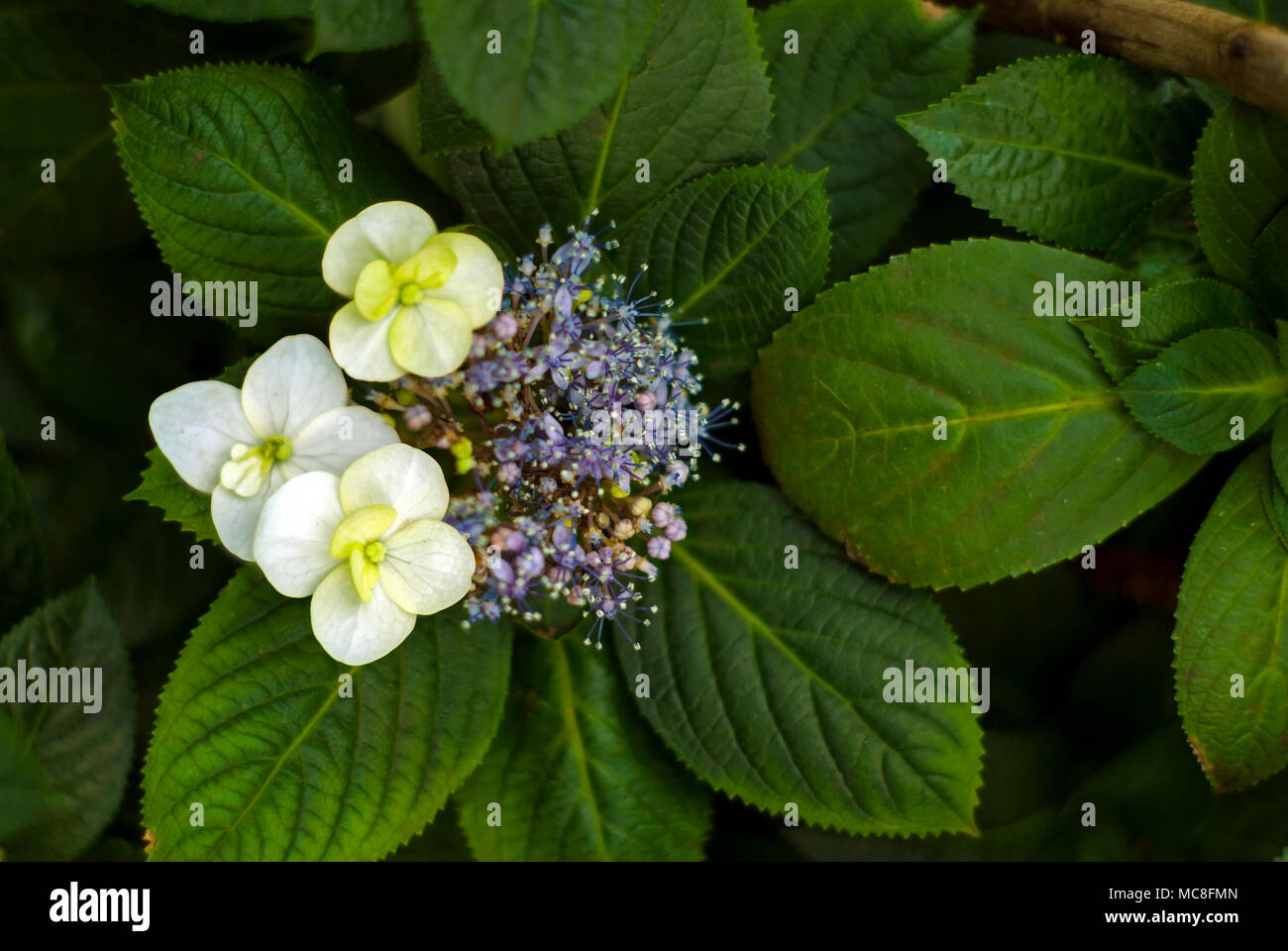 inflorescence of hortensia Hydrangea macrophylla (bigleaf hydrangea, French hydrangea, lacecap ...