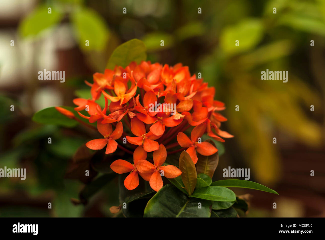 bright red inflorescence of Ixora (also known as jungle geranium, flame ...
