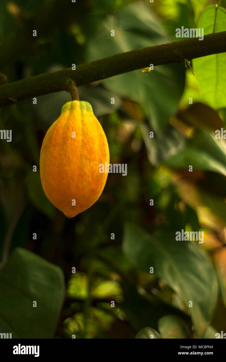 almost ripe cocoa tree (cacao tree) fruit hang on a branch Stock Photo ...
