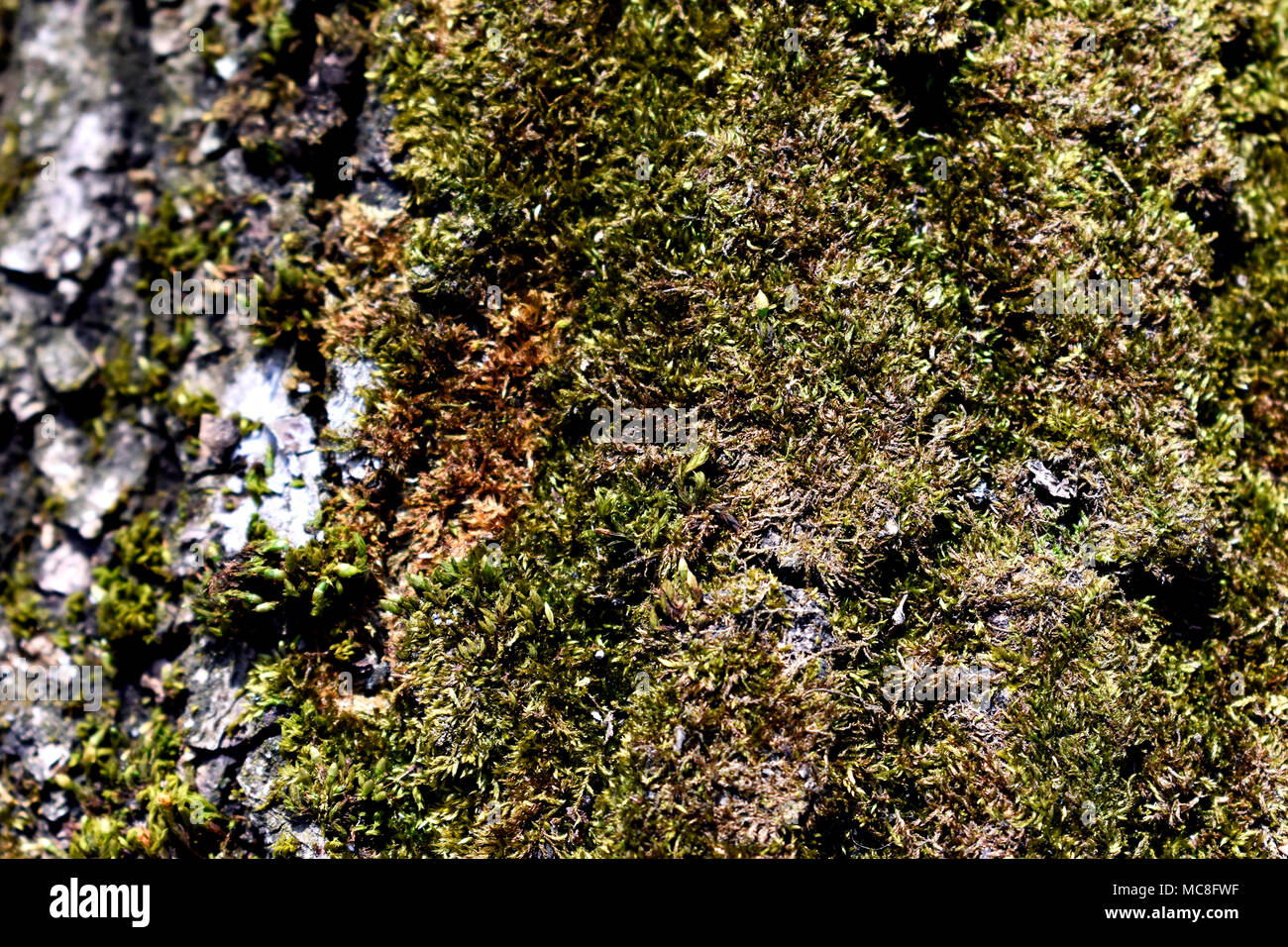 Mossy structure hi-res stock photography and images - Alamy