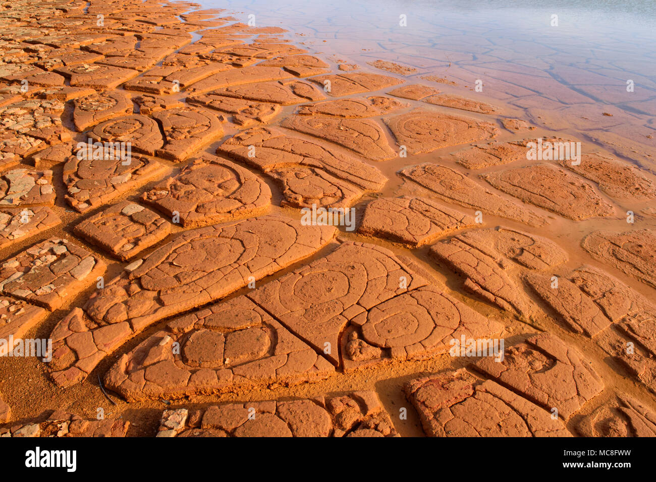 natural pattern, texture, abstract and background in nature Stock Photo ...